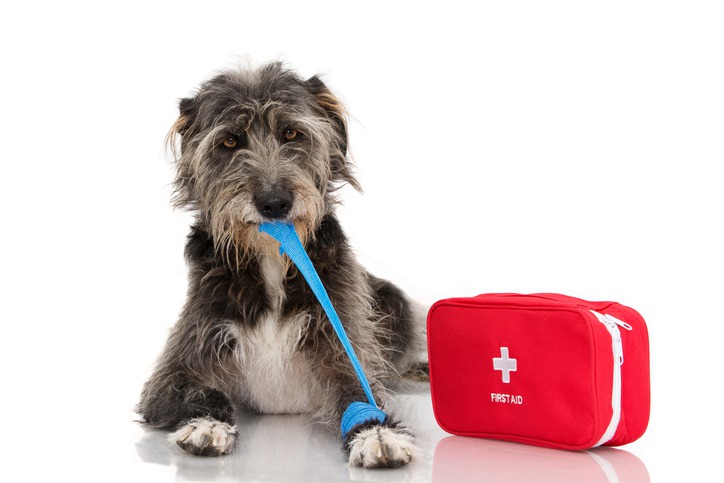 Emergency Preparedness for Pet Owners: What You Should Know ...
